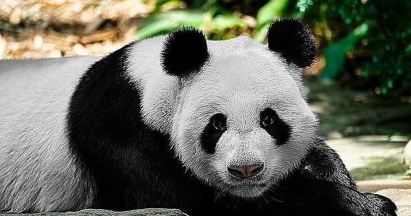 Kína pandákkal tör nagyhatalmi babérokra - mfor.hu
